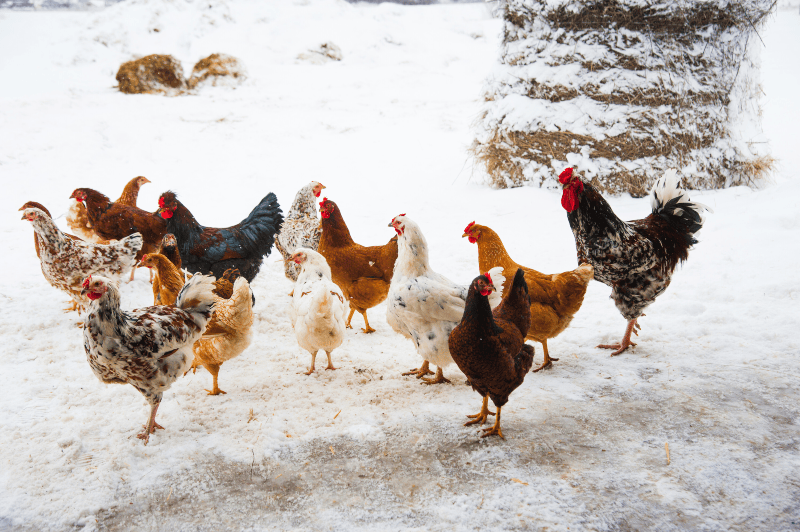 Feeding Your Chickens in the Winter: Essential Tips for a Strong and