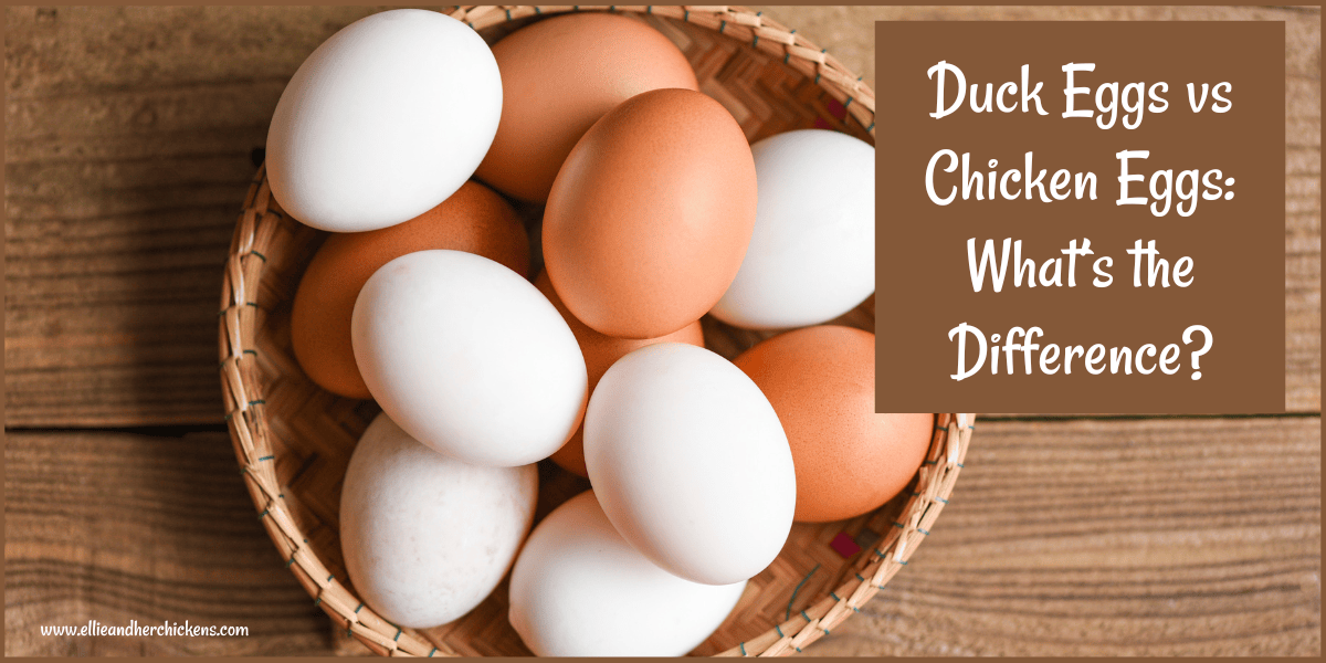 Duck Eggs vs Chicken Eggs: What’s the Difference?
